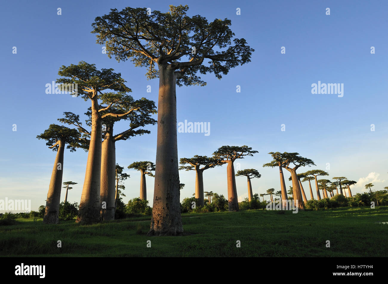 Grandidier's Baobab (Adansonia grandidieri) forest near Morondava ...