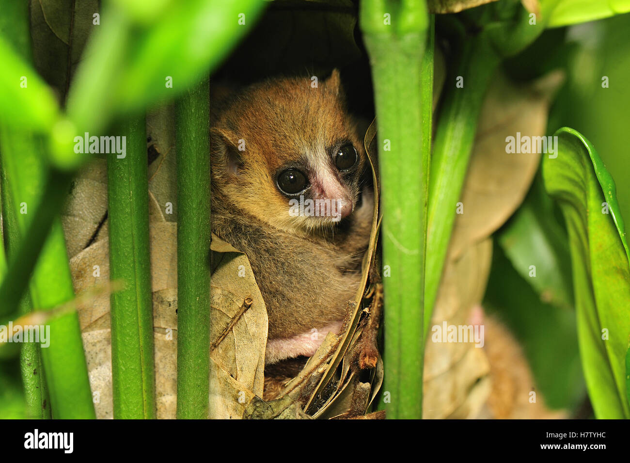 Goodman's Mouse Lemur (Microcebus lehilahytsara) in nest, new species ...