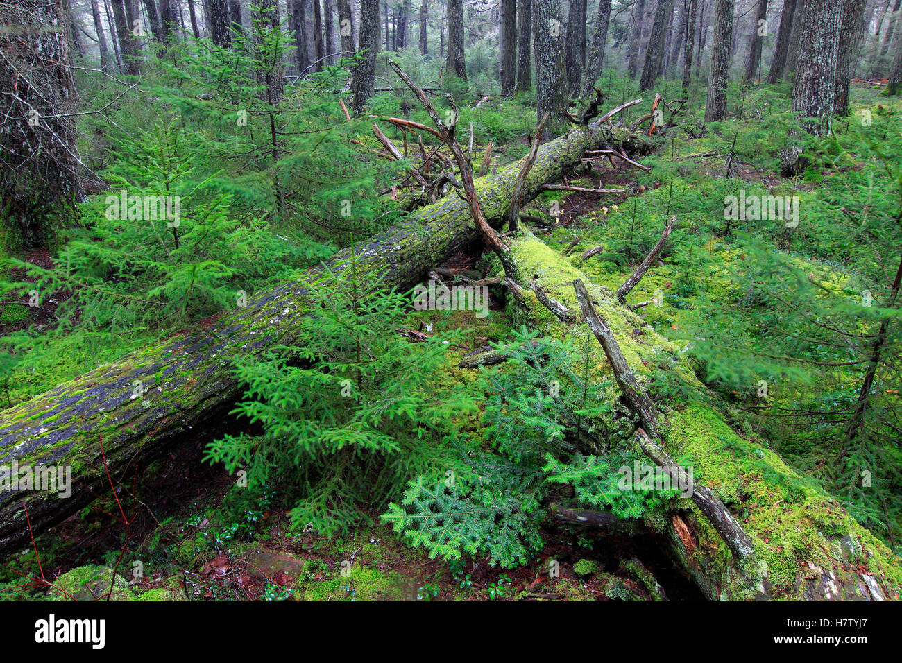 Fallen trees in old-growth forest, Kejimkujik National Park, Nova ...