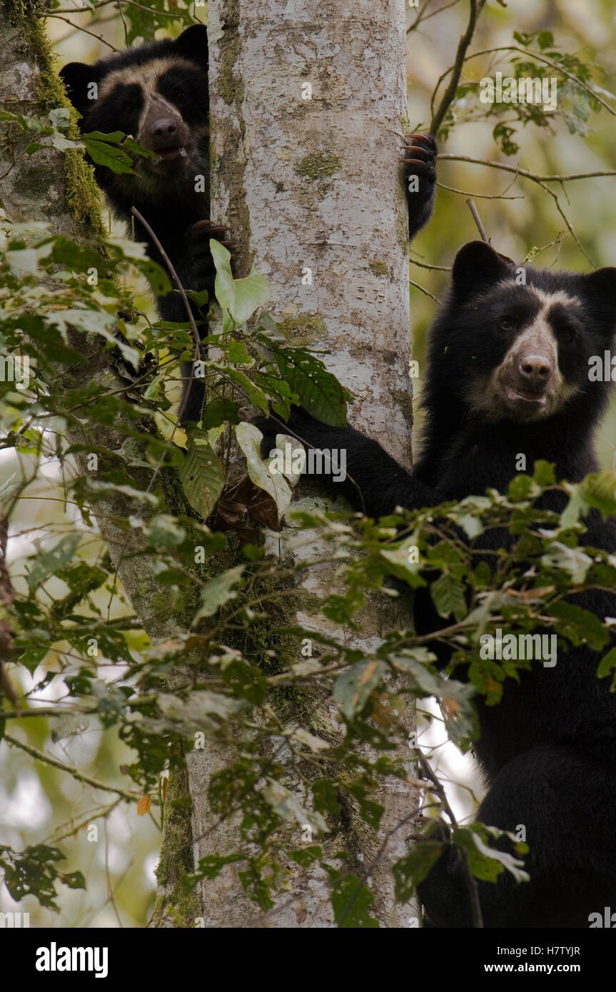 Spectacled Bear (Tremarctos ornatus) female and cub in tree ...