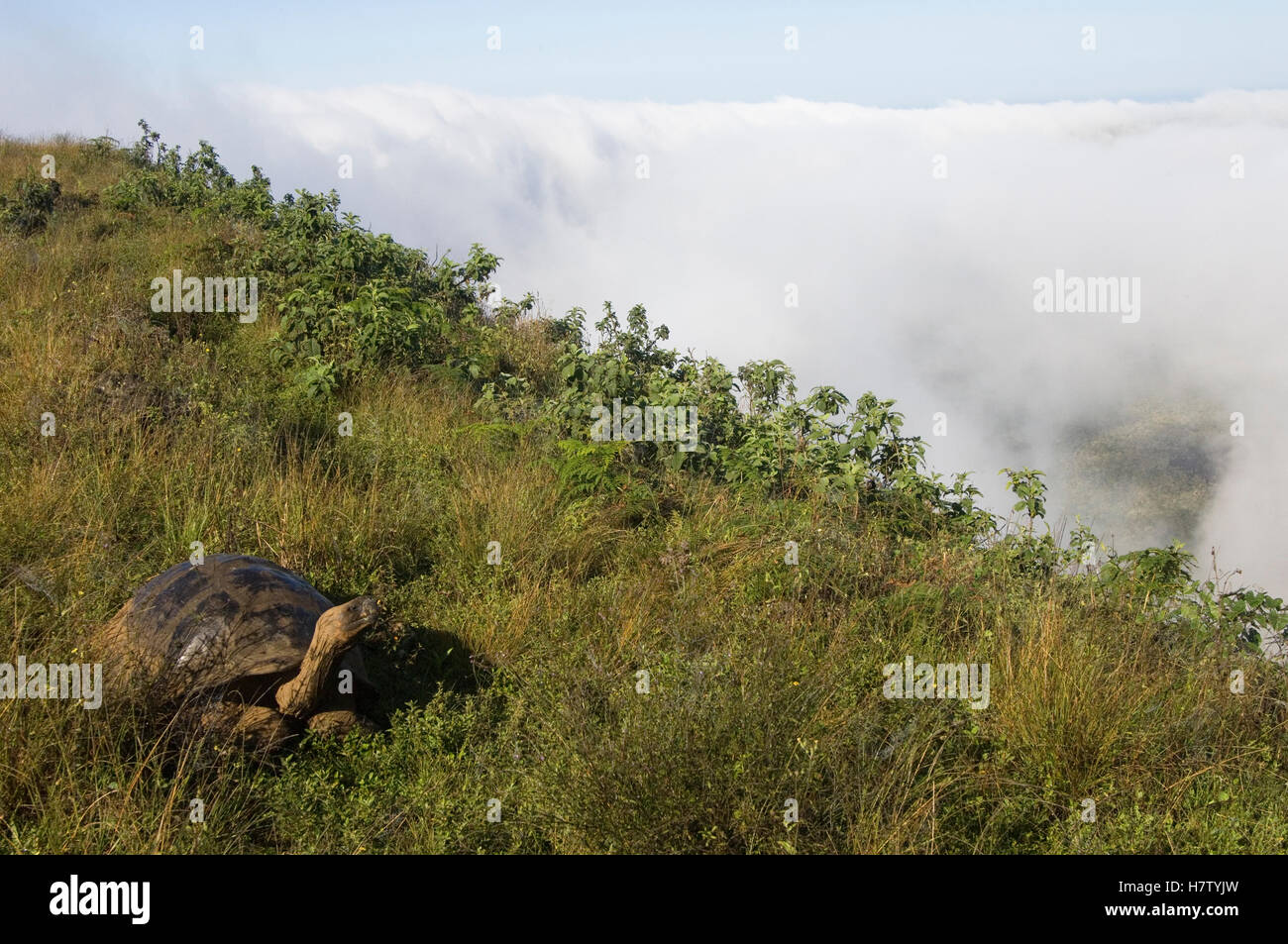 Volcan Alcedo Giant Tortoise (Chelonoidis nigra vandenburghi) on rim of ...