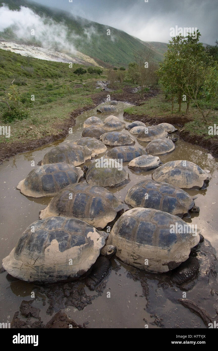 Volcan Alcedo Giant Tortoise (Chelonoidis nigra vandenburghi) group in ...