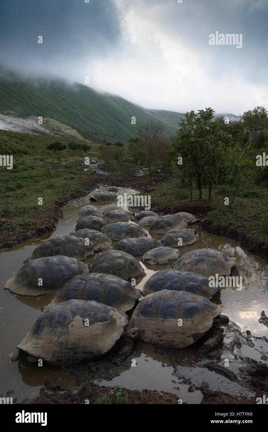 Volcan Alcedo Giant Tortoise (Chelonoidis nigra vandenburghi) group in ...