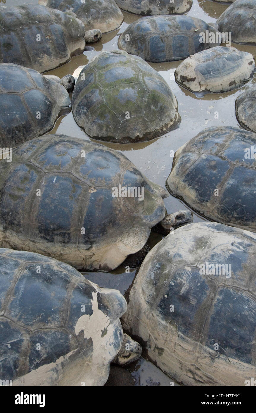 Volcan Alcedo Giant Tortoise (Chelonoidis nigra vandenburghi) group in ...