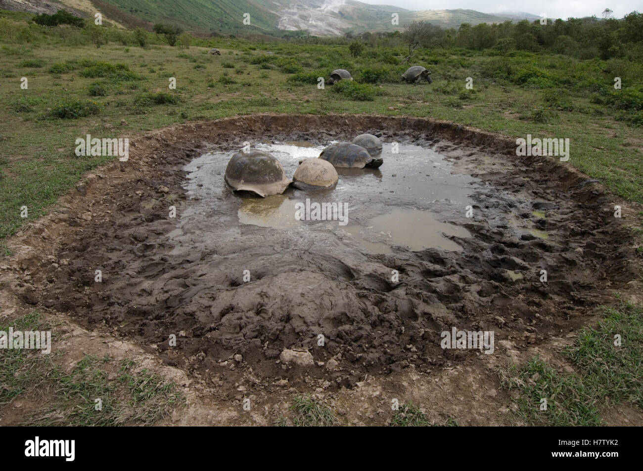 Volcan Alcedo Giant Tortoise (Chelonoidis nigra vandenburghi) group in ...