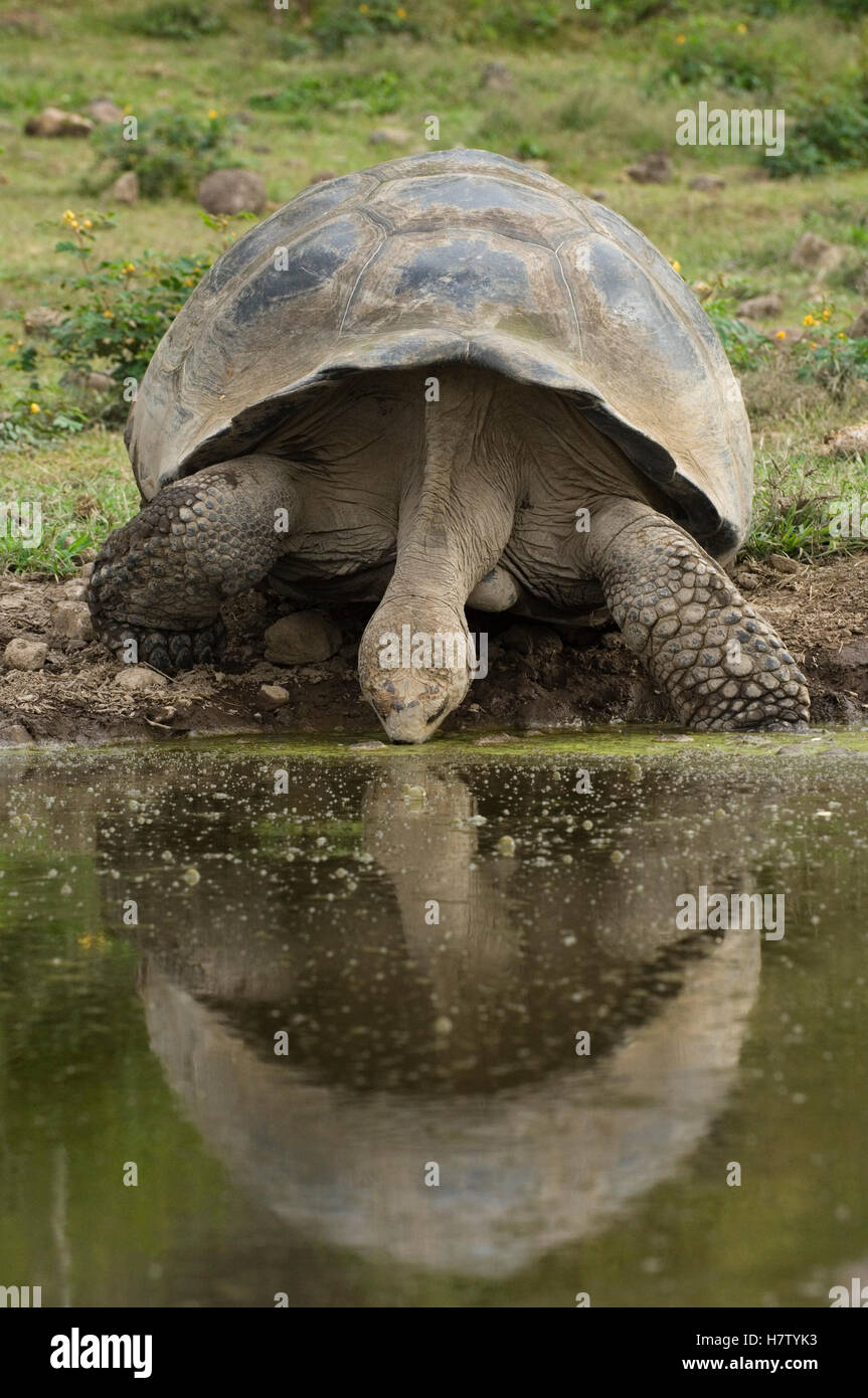 Volcan Alcedo Giant Tortoise (Chelonoidis nigra vandenburghi) drinking ...
