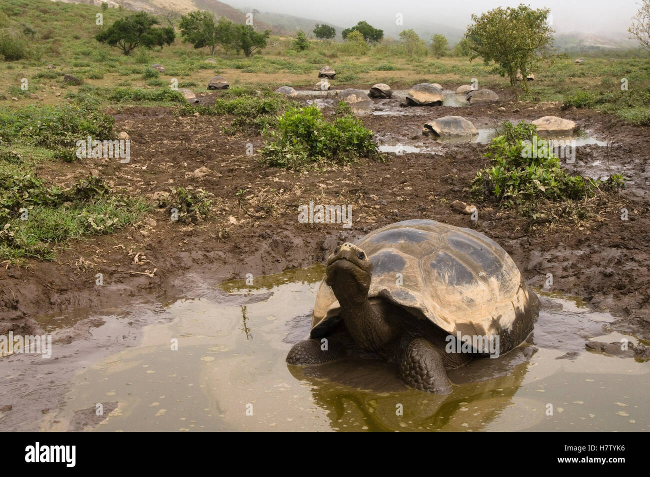 Volcan Alcedo Giant Tortoise (Chelonoidis nigra vandenburghi) in wallow ...