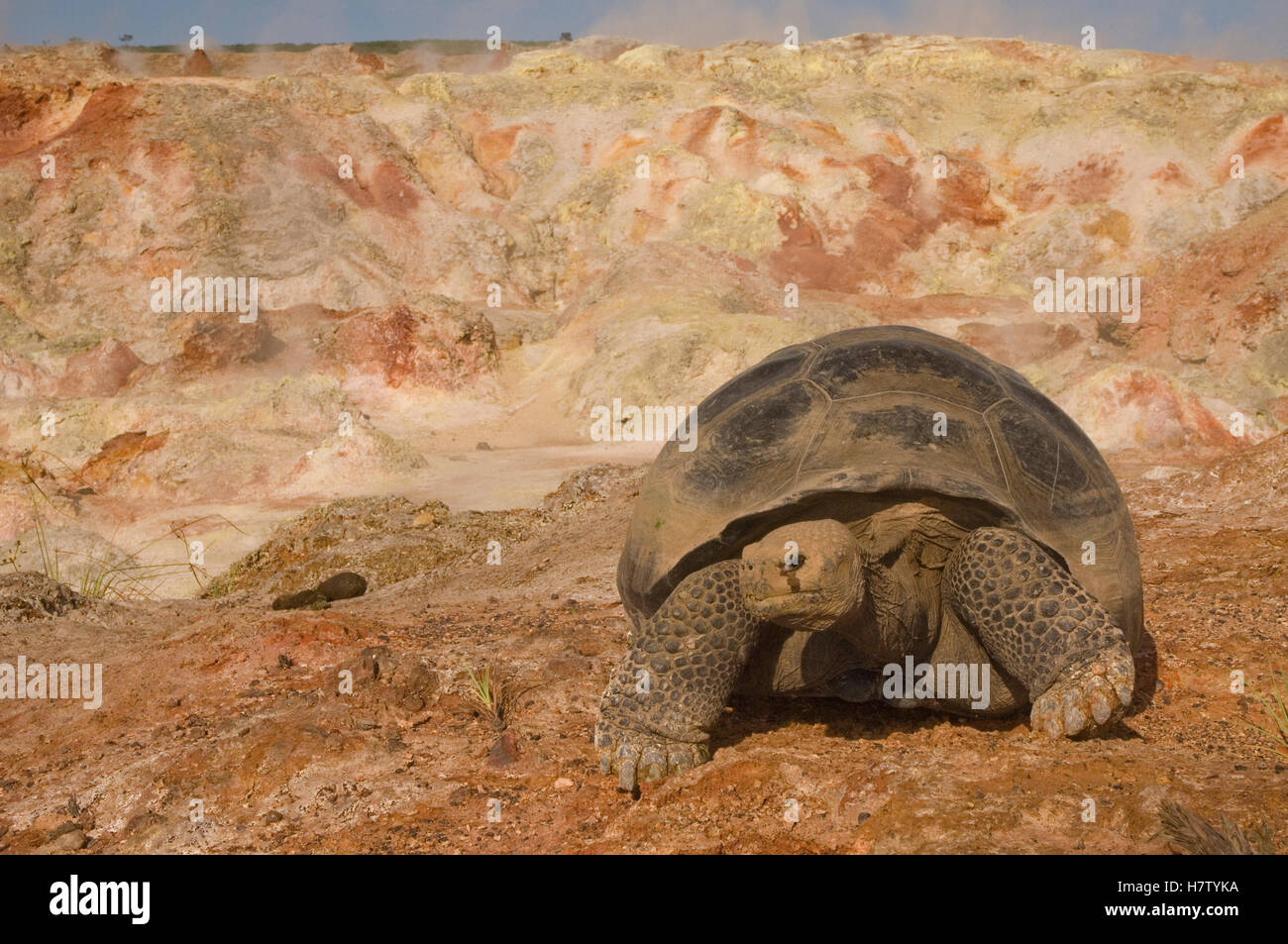 Volcan Alcedo Giant Tortoise (Chelonoidis nigra vandenburghi) and ...