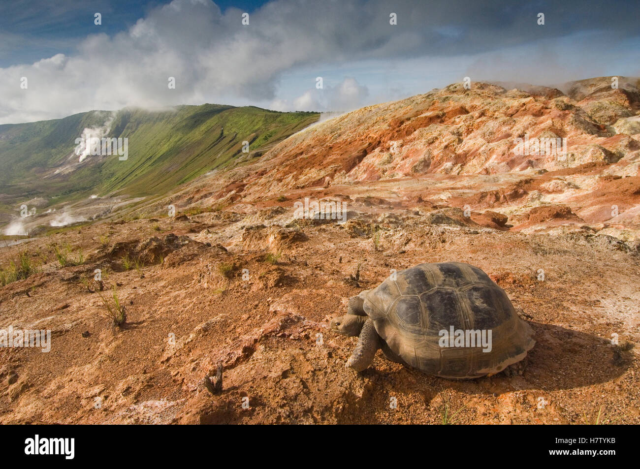 Volcan Alcedo Giant Tortoise (Chelonoidis nigra vandenburghi) and ...