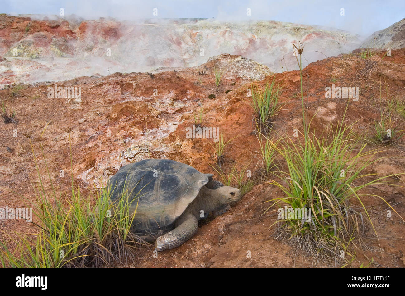 Volcan Alcedo Giant Tortoise (Chelonoidis nigra vandenburghi) and ...