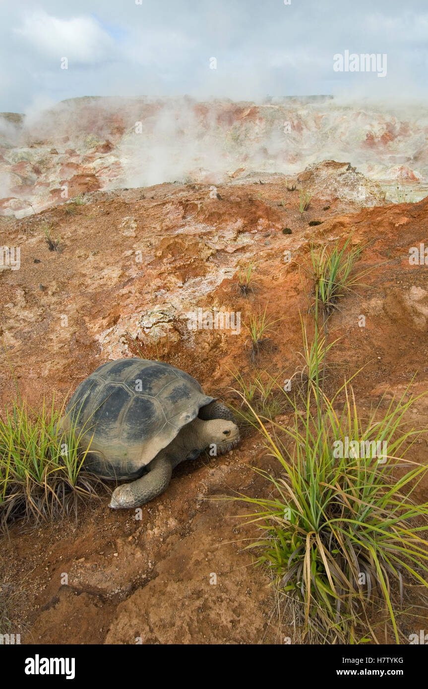 Volcan Alcedo Giant Tortoise (Chelonoidis nigra vandenburghi) and ...