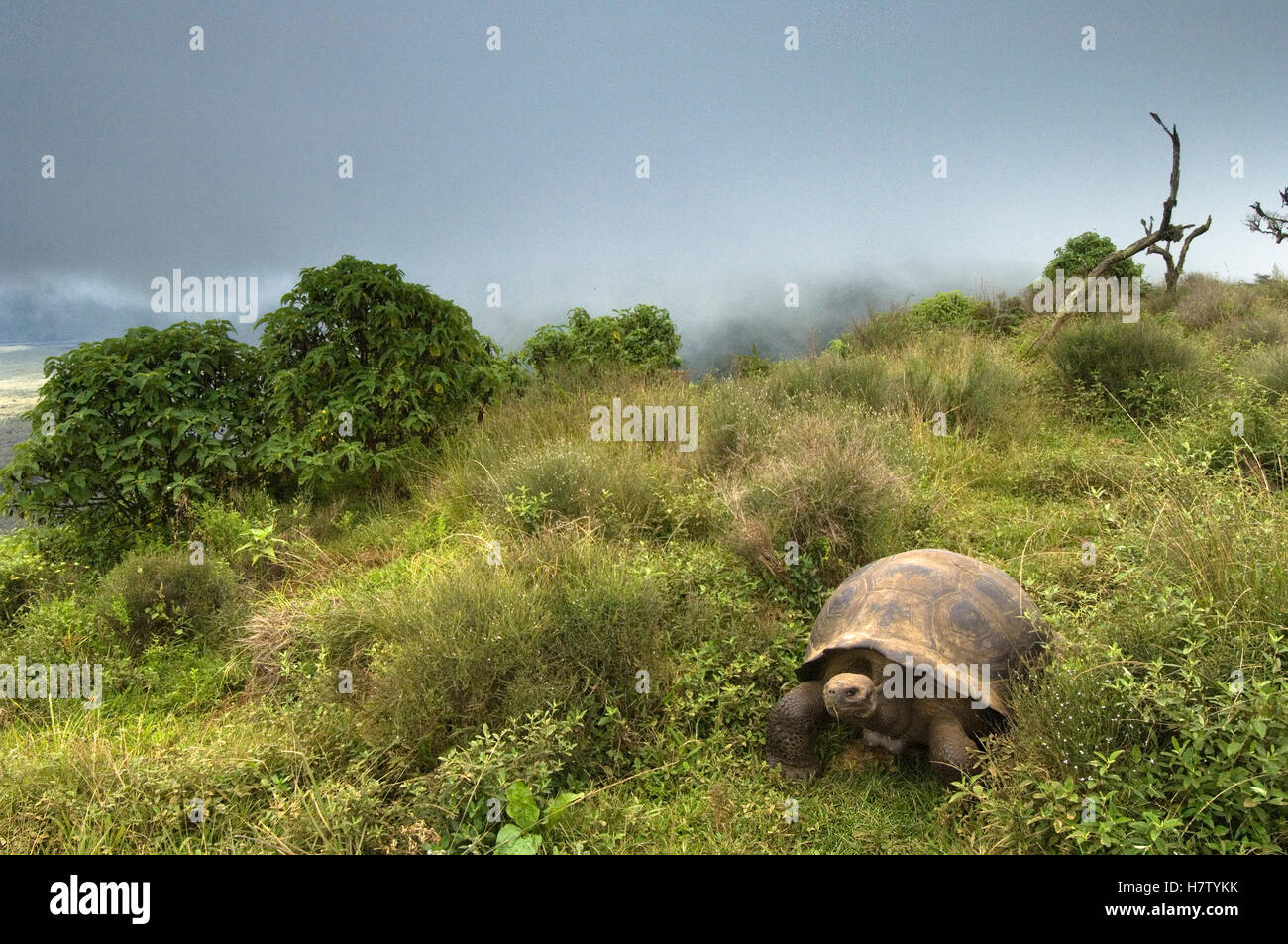 Volcan Alcedo Giant Tortoise (Chelonoidis nigra vandenburghi) on rim of ...