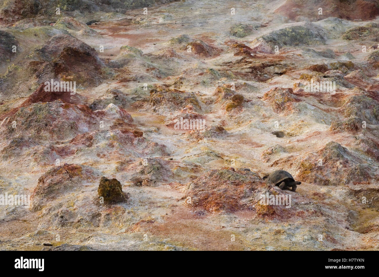 Volcan Alcedo Giant Tortoise (Chelonoidis nigra vandenburghi) and ...