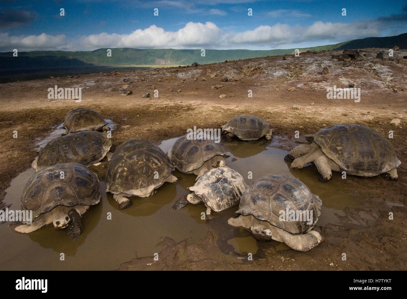 Volcan Alcedo Giant Tortoise (Chelonoidis nigra vandenburghi) group in ...