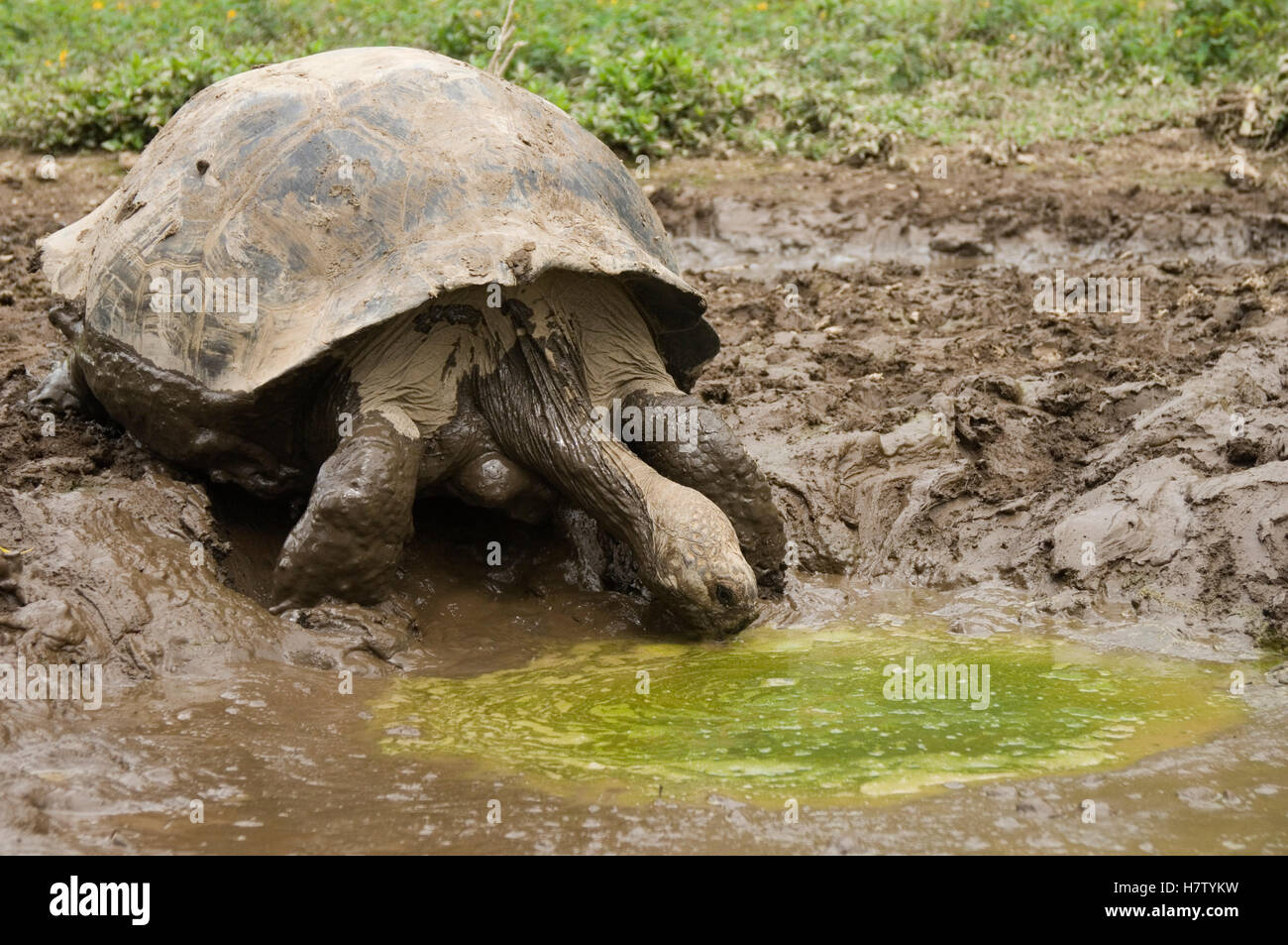 Volcan Alcedo Giant Tortoise (Chelonoidis nigra vandenburghi) drinking ...