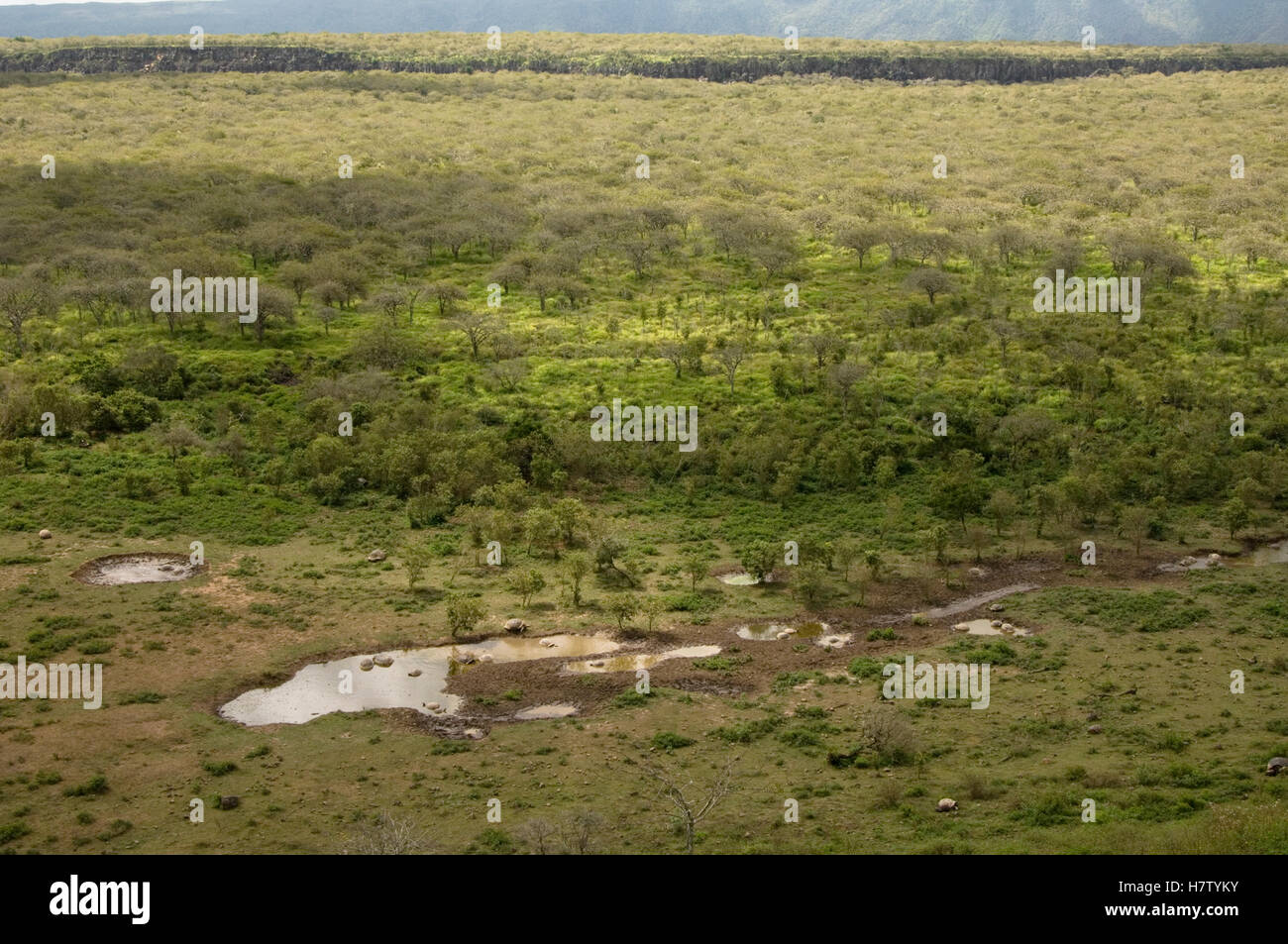 Volcan Alcedo Giant Tortoise (Chelonoidis nigra vandenburghi), wallow ...