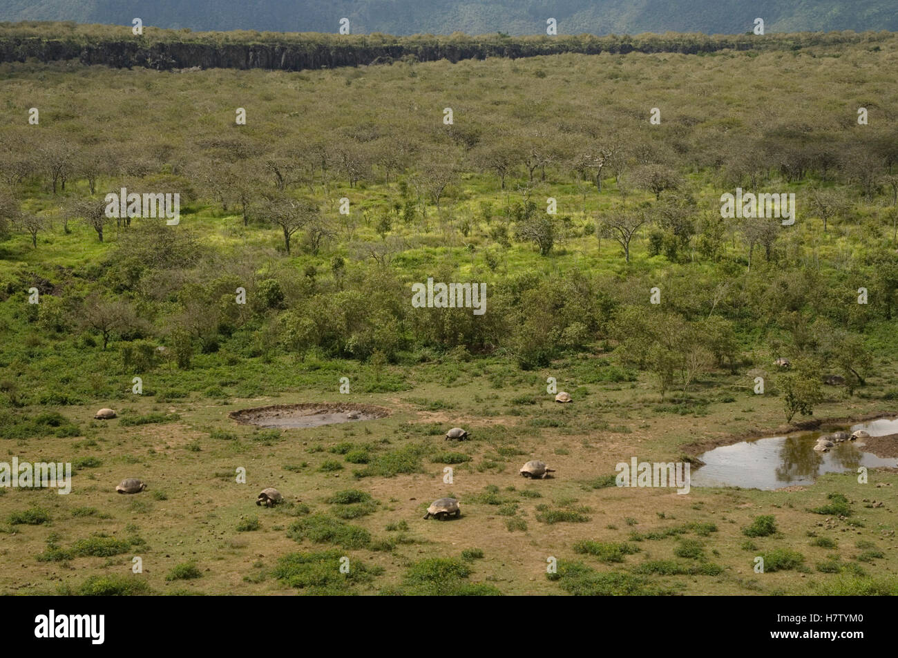 Volcan Alcedo Giant Tortoise (Chelonoidis nigra vandenburghi) group ...