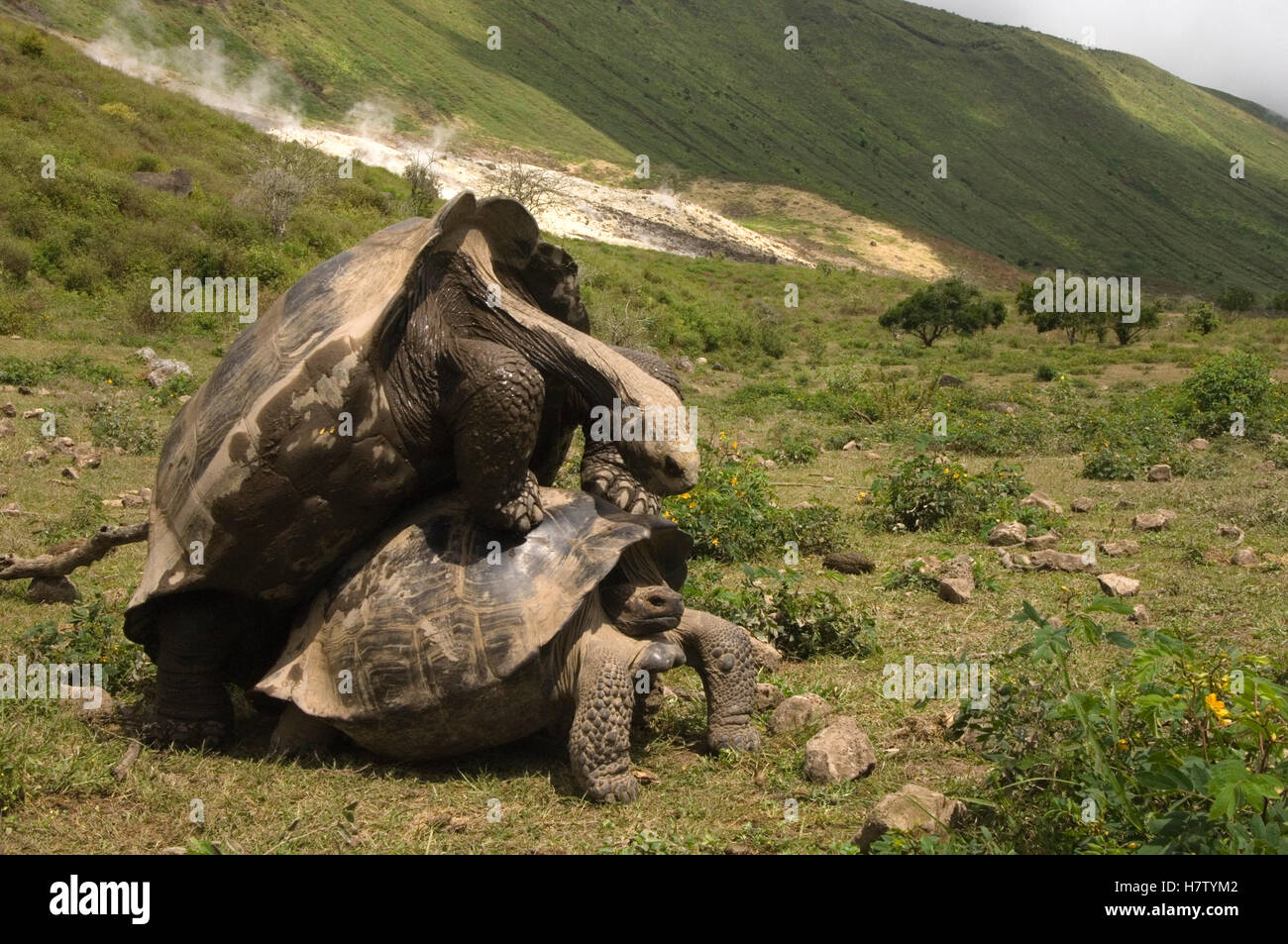 Volcan Alcedo Giant Tortoise (Chelonoidis nigra vandenburghi) pair ...