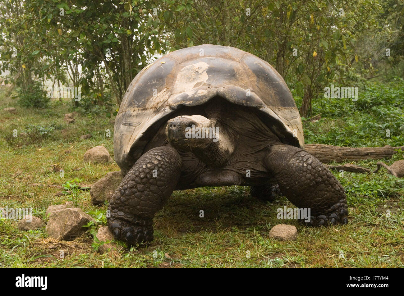 Volcan Alcedo Giant Tortoise (Chelonoidis nigra vandenburghi), Alcedo ...