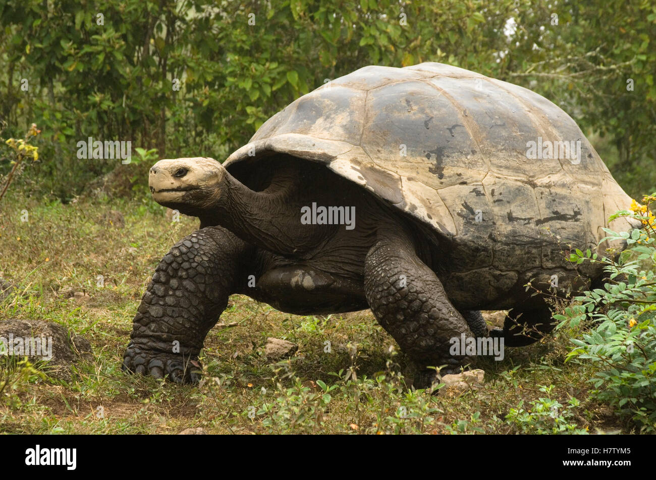 Volcan Alcedo Giant Tortoise (Chelonoidis nigra vandenburghi), Alcedo ...
