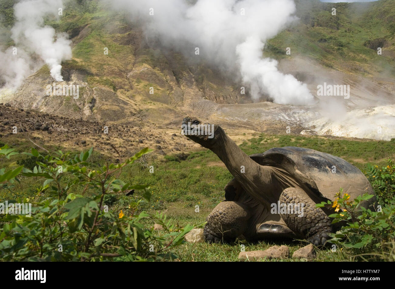 Volcan Alcedo Giant Tortoise (Chelonoidis nigra vandenburghi) and steam ...