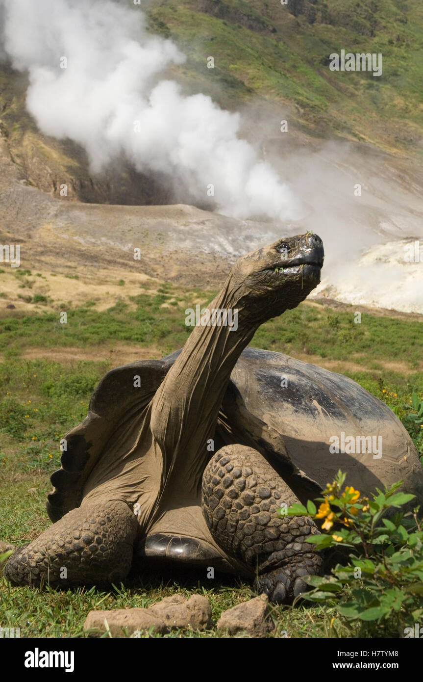 Volcan Alcedo Giant Tortoise (Chelonoidis nigra vandenburghi) and steam ...