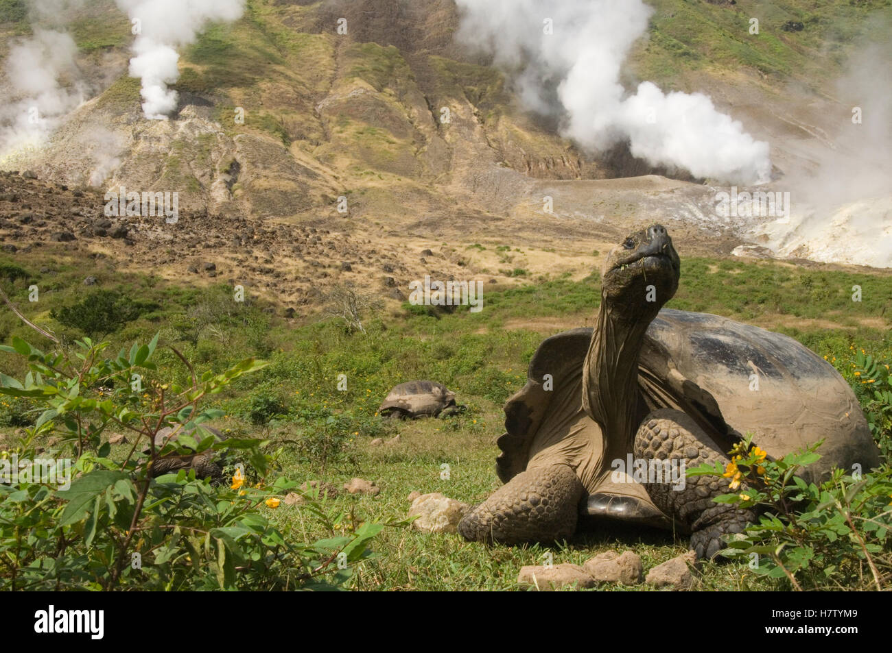 Volcan Alcedo Giant Tortoise (Chelonoidis nigra vandenburghi) and steam ...