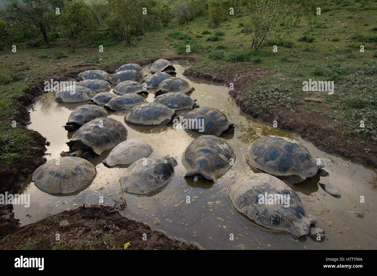 Volcan Alcedo Giant Tortoise (Chelonoidis nigra vandenburghi) group in ...