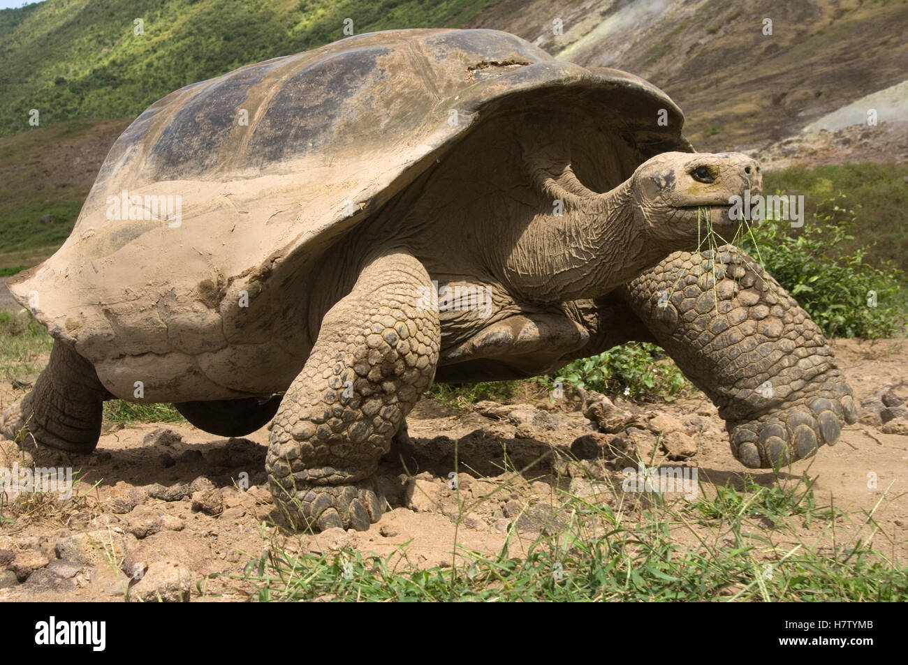 Volcan Alcedo Giant Tortoise (Chelonoidis nigra vandenburghi) walking ...