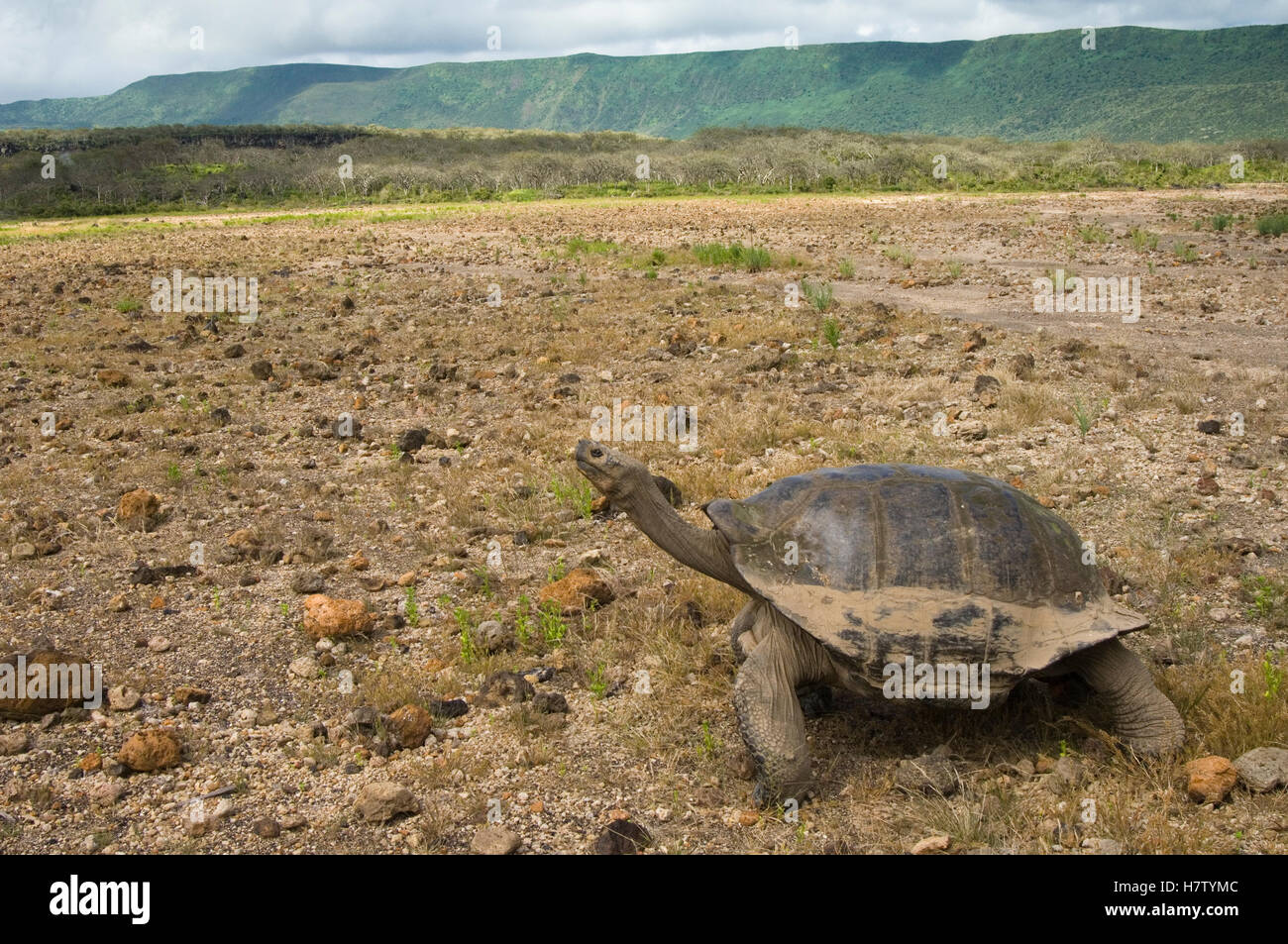 Volcan Alcedo Giant Tortoise (Chelonoidis nigra vandenburghi), Alcedo ...