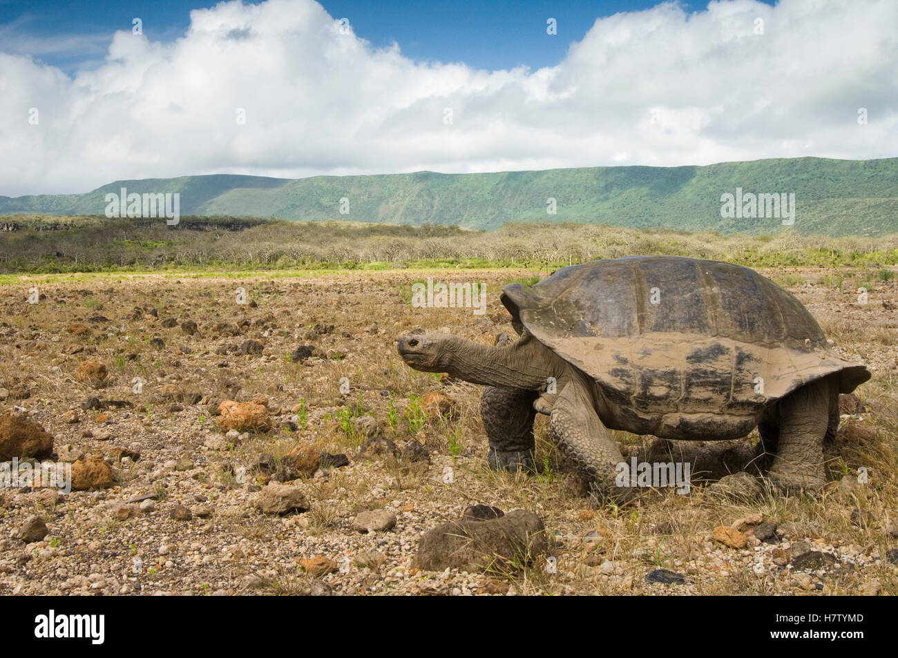 Volcan Alcedo Giant Tortoise (Chelonoidis nigra vandenburghi), Alcedo ...