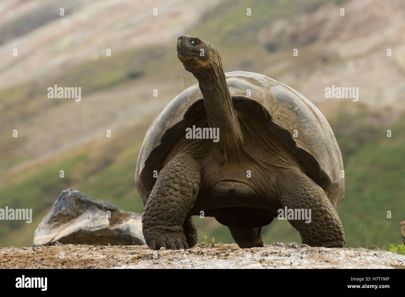 Volcan Alcedo Giant Tortoise (Chelonoidis nigra vandenburghi) and ...