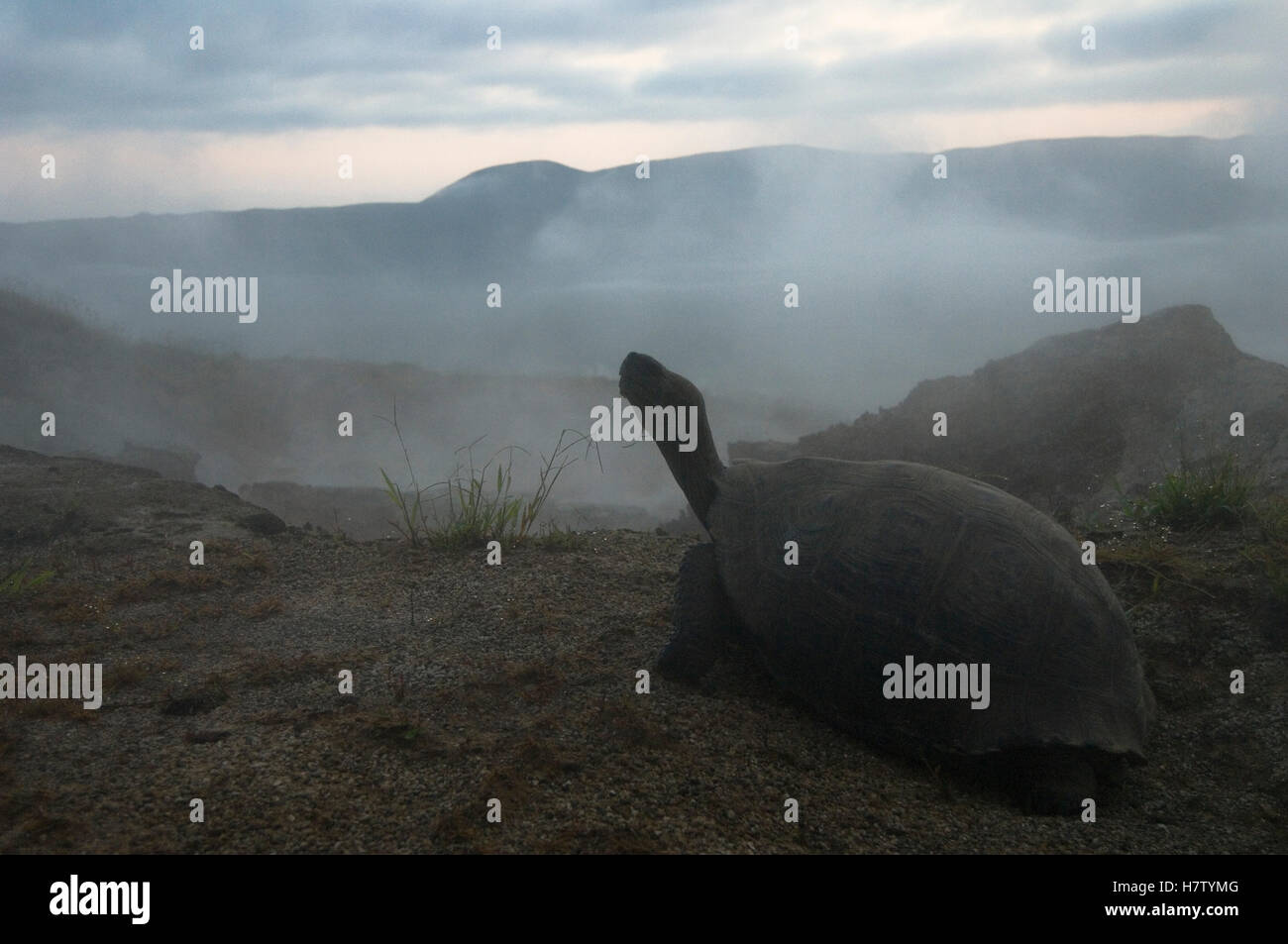 Volcan Alcedo Giant Tortoise (Chelonoidis nigra vandenburghi), Alcedo ...