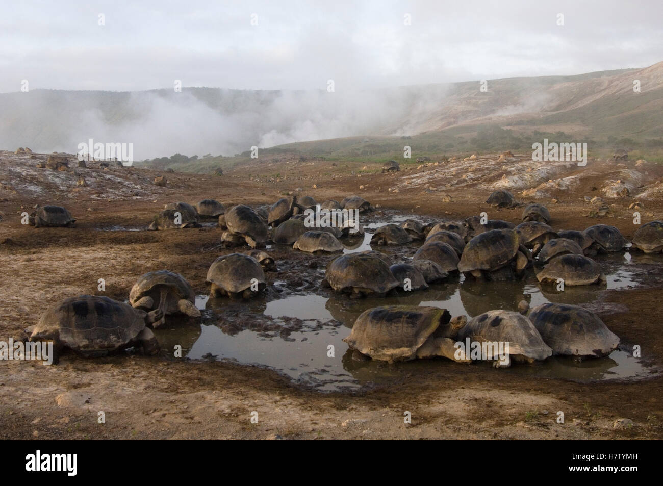 Volcan Alcedo Giant Tortoise (Chelonoidis nigra vandenburghi) group in ...