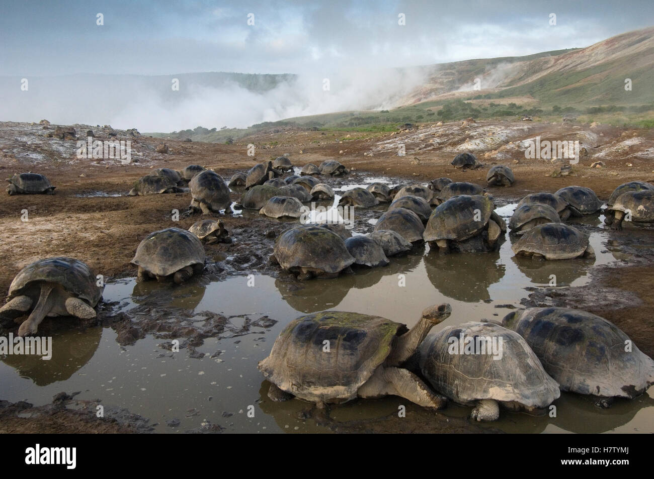 Volcan Alcedo Giant Tortoise (Chelonoidis nigra vandenburghi) group in ...