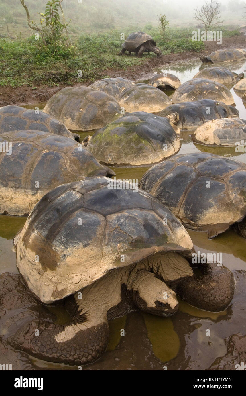 Volcan Alcedo Giant Tortoise (Chelonoidis nigra vandenburghi) group in ...