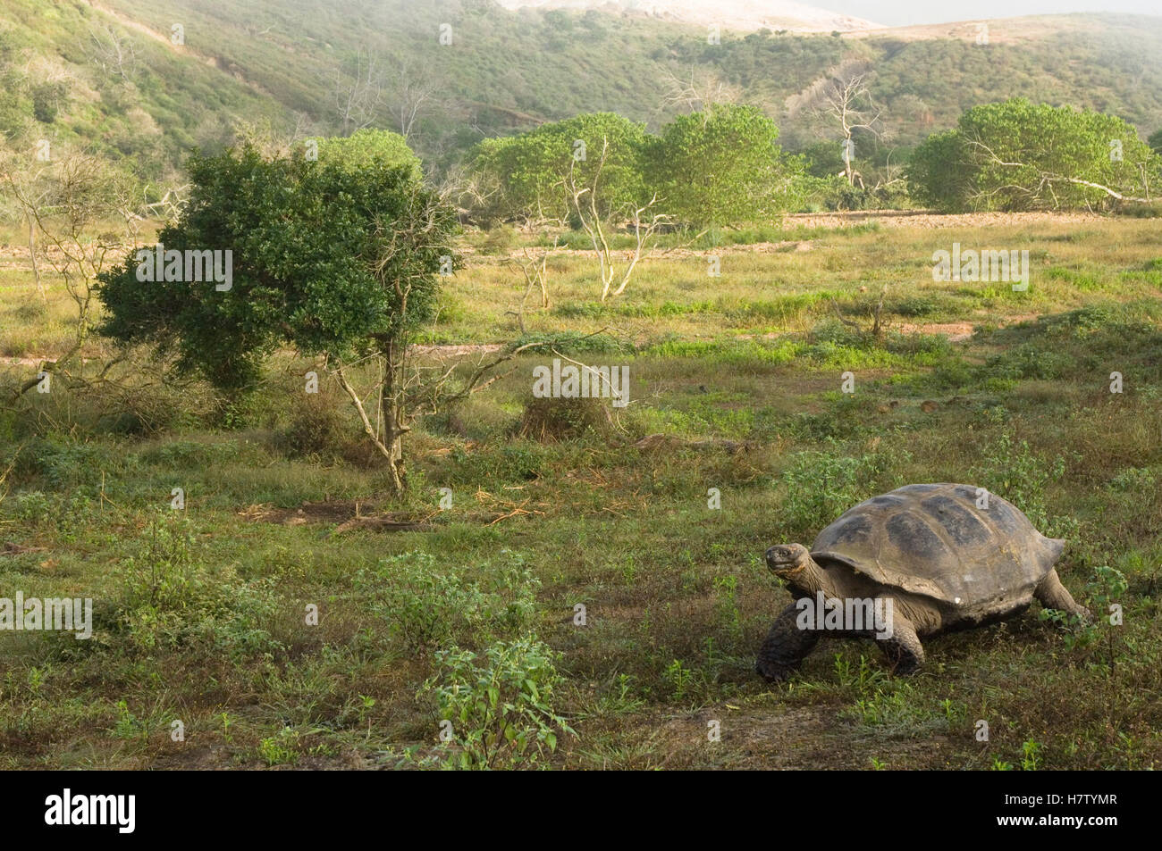 Volcan Alcedo Giant Tortoise (Chelonoidis nigra vandenburghi), Alcedo ...