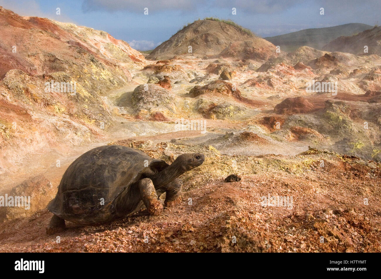 Volcan Alcedo Giant Tortoise (Chelonoidis nigra vandenburghi) and ...