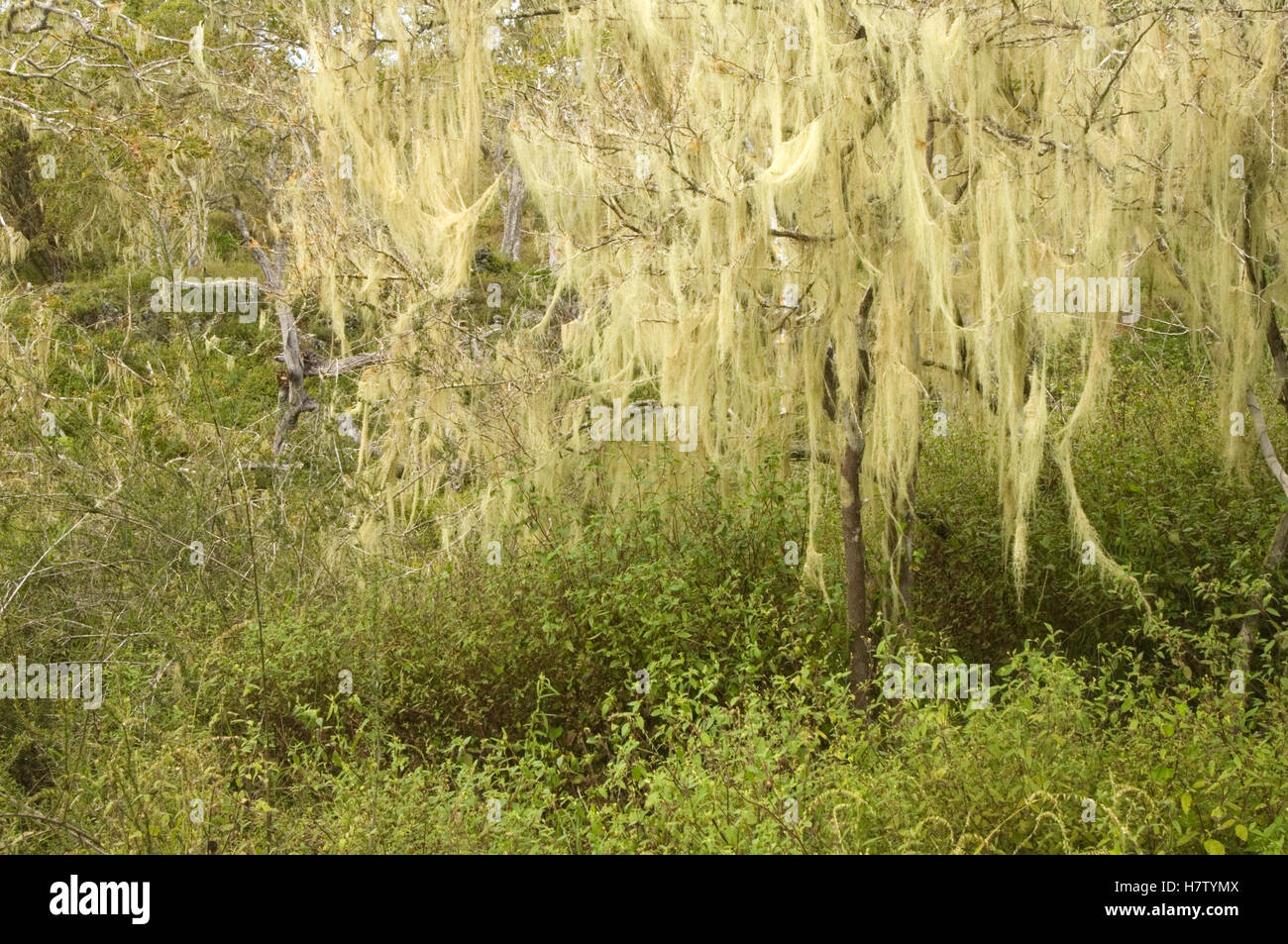Transition zone on Alcedo Volcano, Isabella Island, Galapagos Islands ...