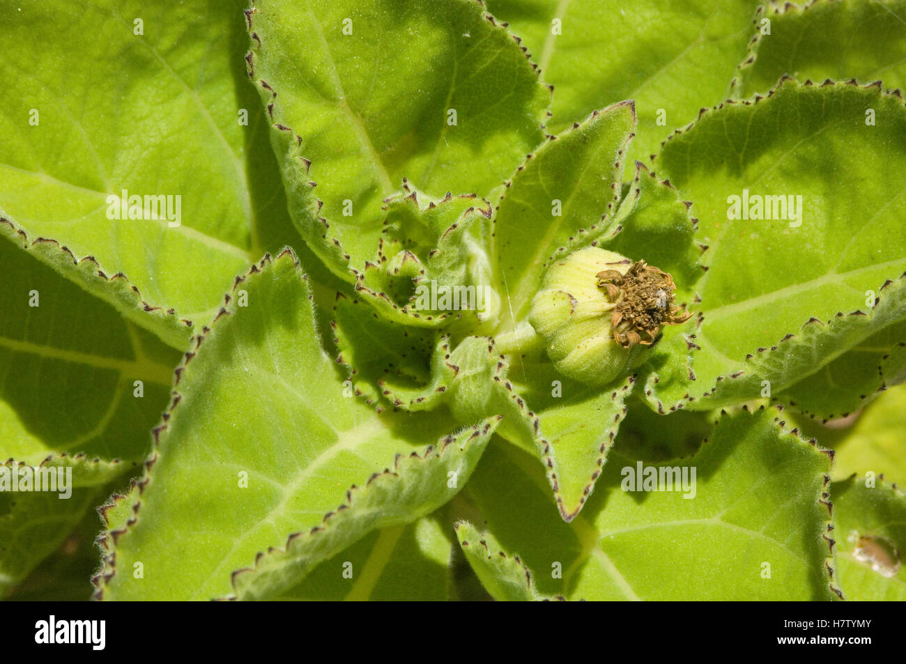 Scalesia (Scalesia affinis), Isabella Island, Galapagos Islands ...