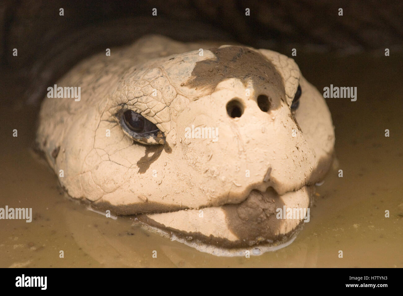 Volcan Alcedo Giant Tortoise (Chelonoidis nigra vandenburghi) in wallow ...