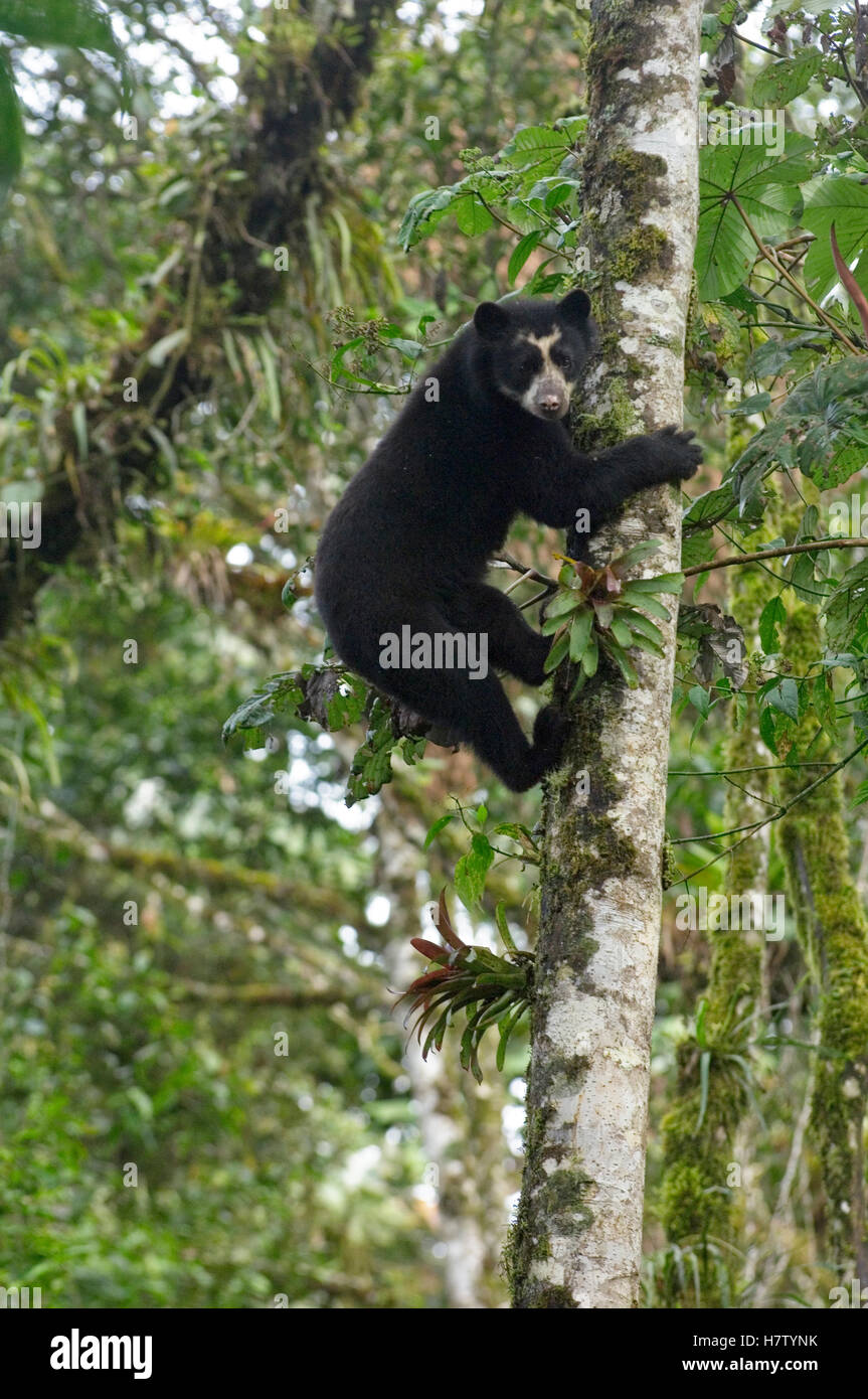 Spectacled Bear (Tremarctos ornatus) climbing on tree trunk ...