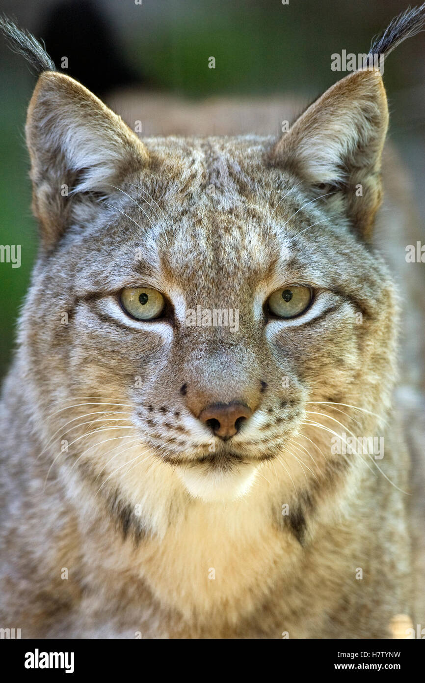 Eurasian Lynx (Lynx lynx), native to Europe Stock Photo - Alamy
