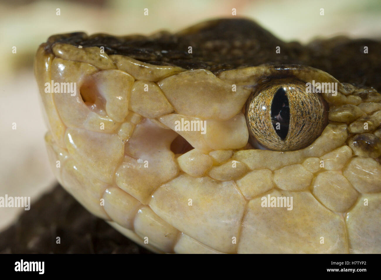 Brazilian Lancehead (Bothrops moojeni) snake showing nostril and pit ...