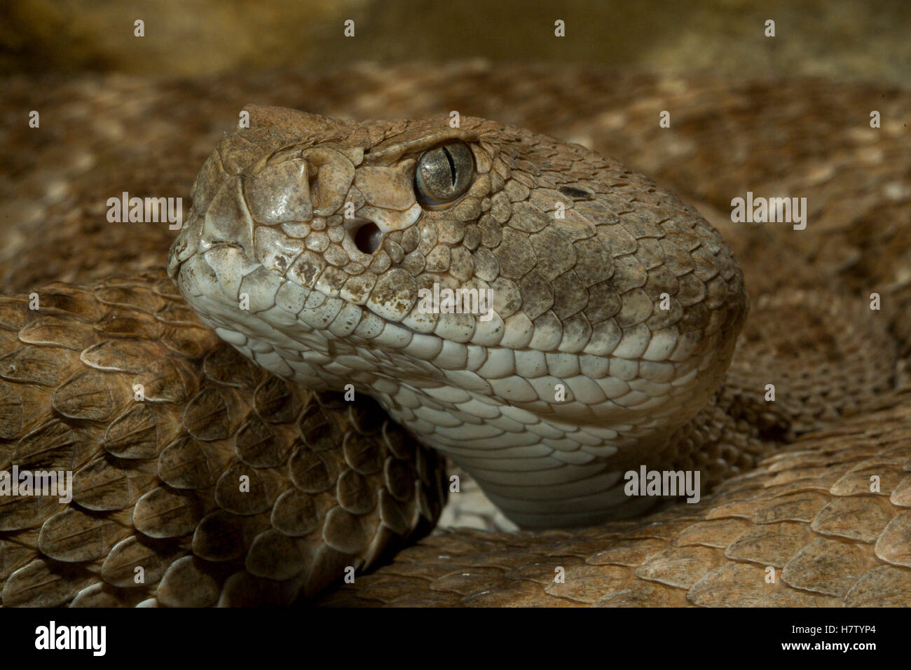 Red Rattlesnake (Crotalus ruber) portrait showing eye and pit sensory ...