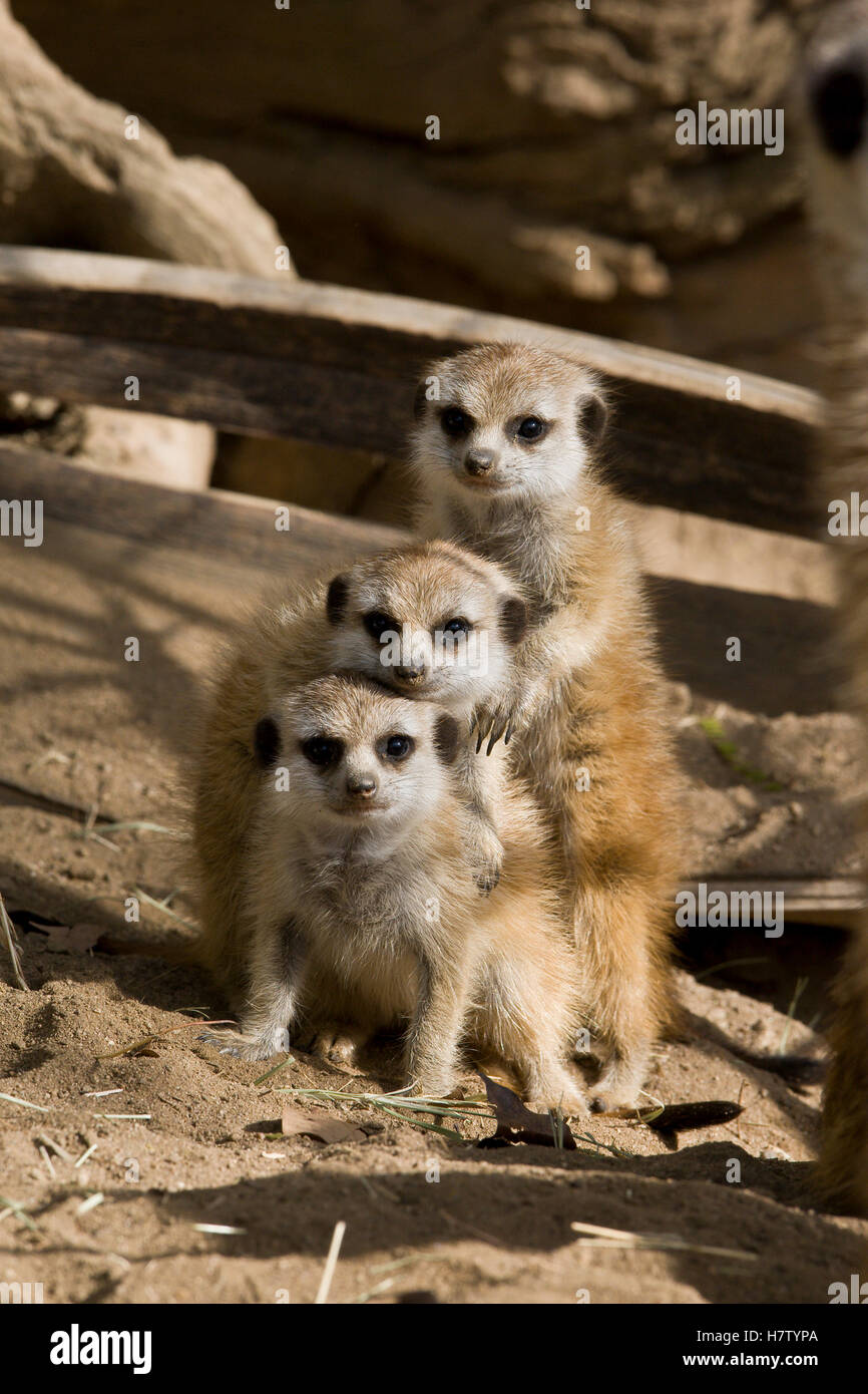 Meerkat (Suricata suricatta) trio, native to Africa Stock Photo - Alamy