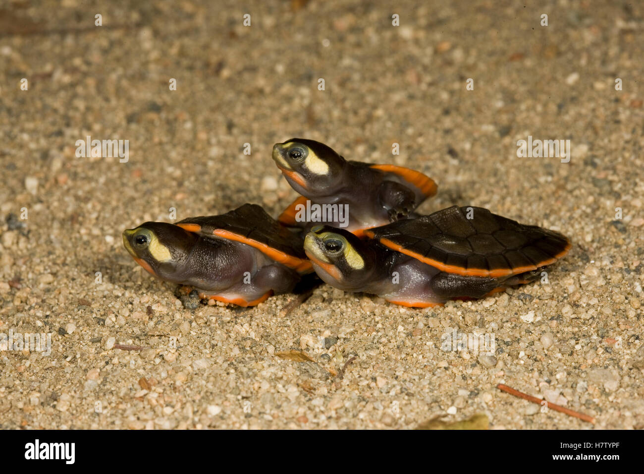 Red-bellied Short-necked Turtle (Emydura subglobosa) babies, native to ...