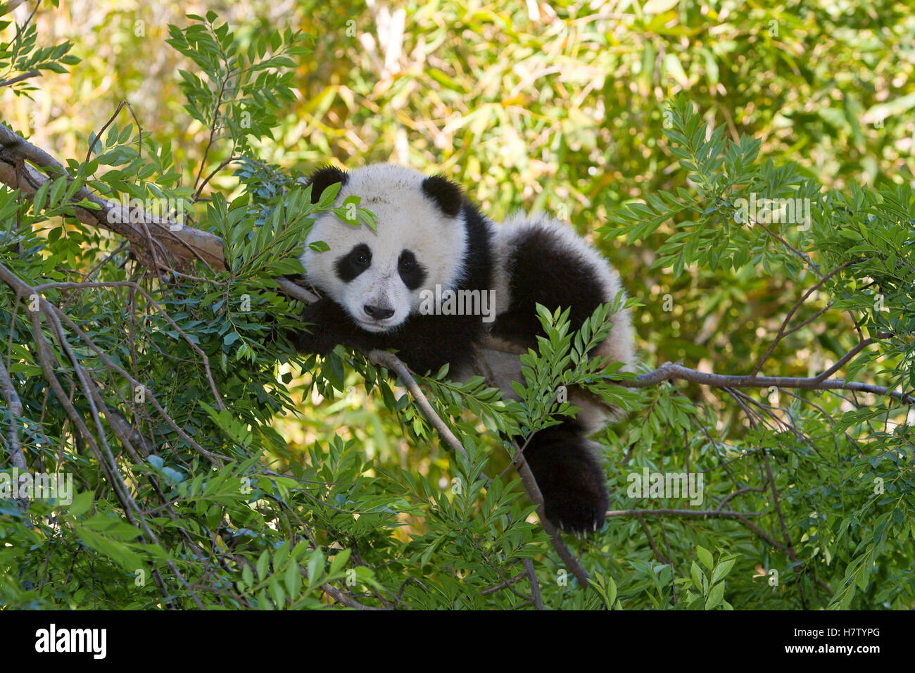 Giant Panda (Ailuropoda melanoleuca) resting in tree, native to China ...