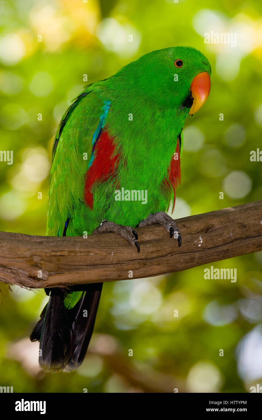Eclectus Parrot (Eclectus roratus) male, native to Australia and ...