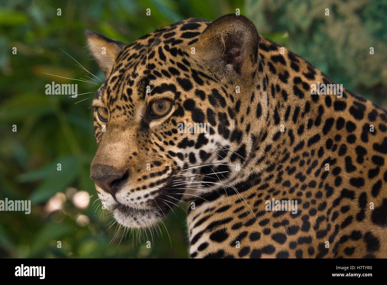 Jaguar (Panthera onca) portrait, native to Central and South America ...